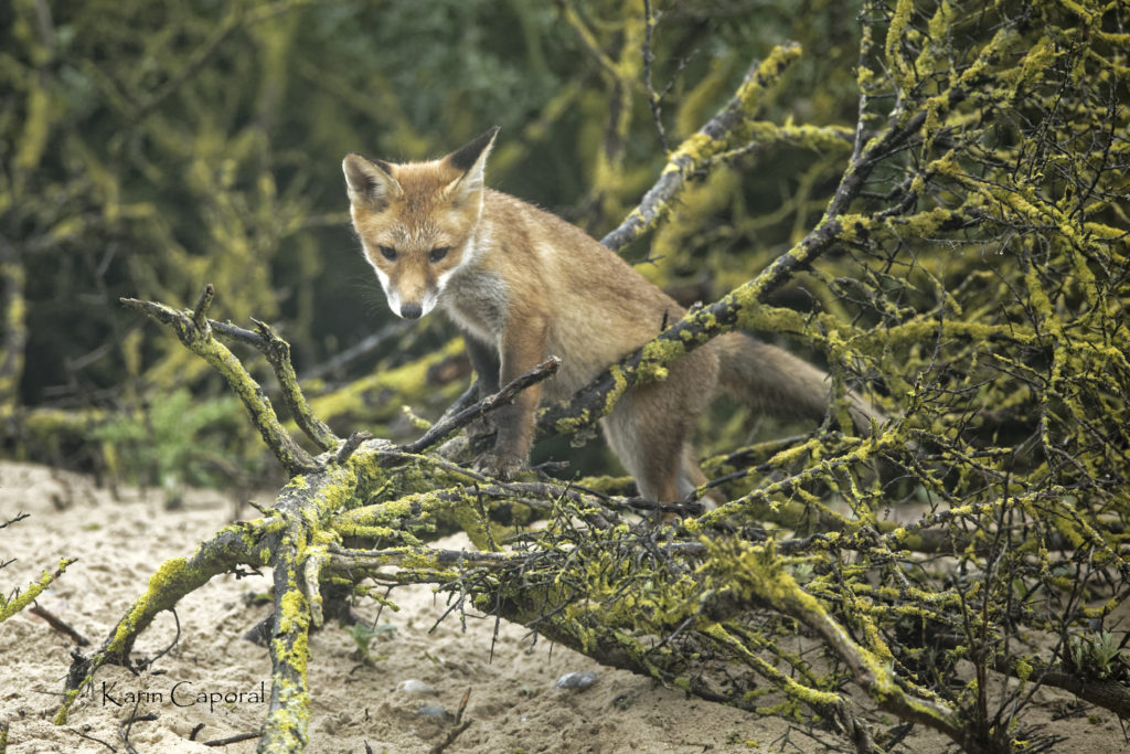 Les renardeaux des hauts de France. - Karin Caporal - Photographe Nature